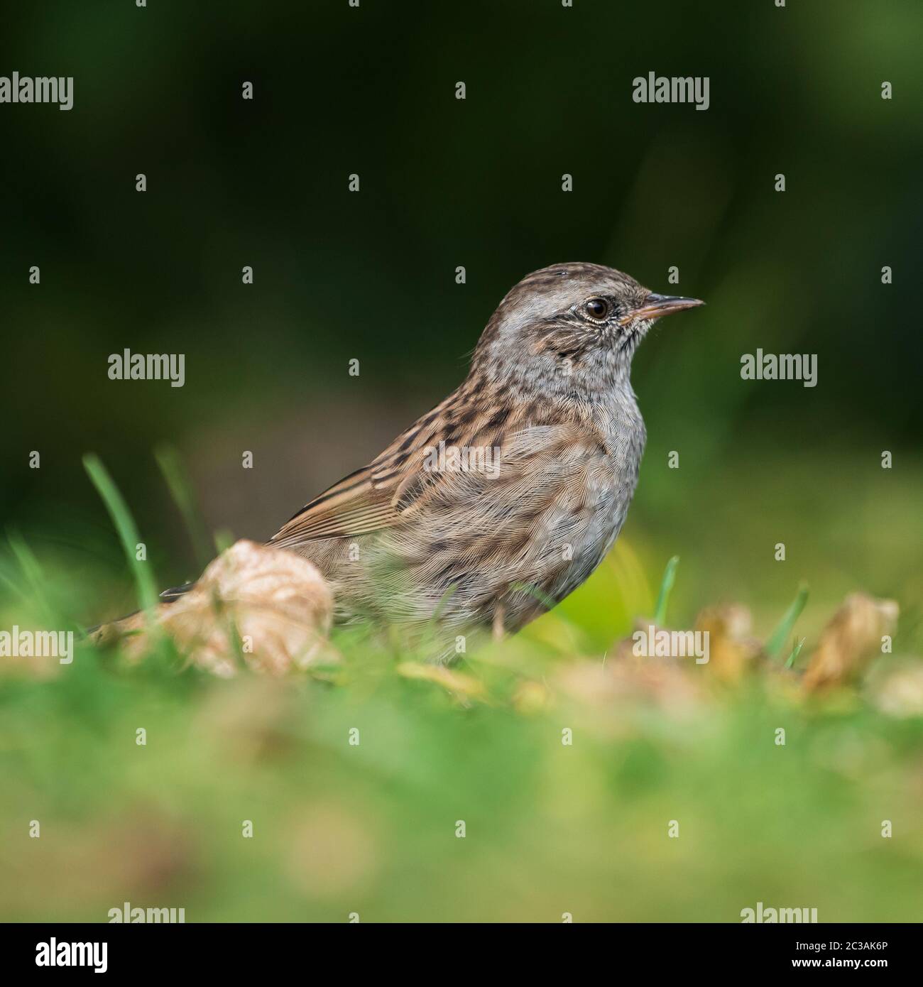 Dunnock in habitat. His Latin name is Prunella modularis Stock Photo ...