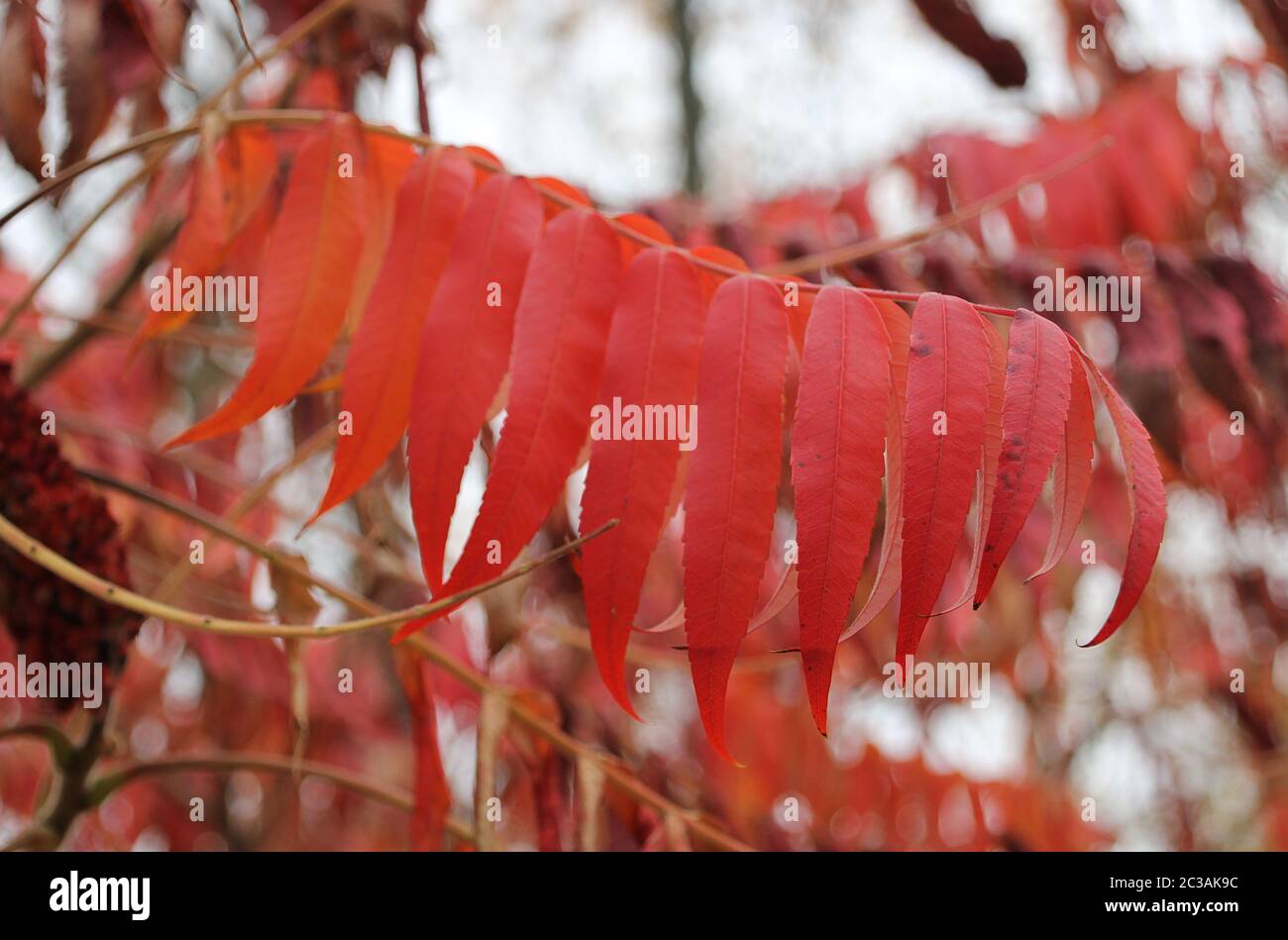 Red, autumn leaves of the sumac plant Stock Photo - Alamy