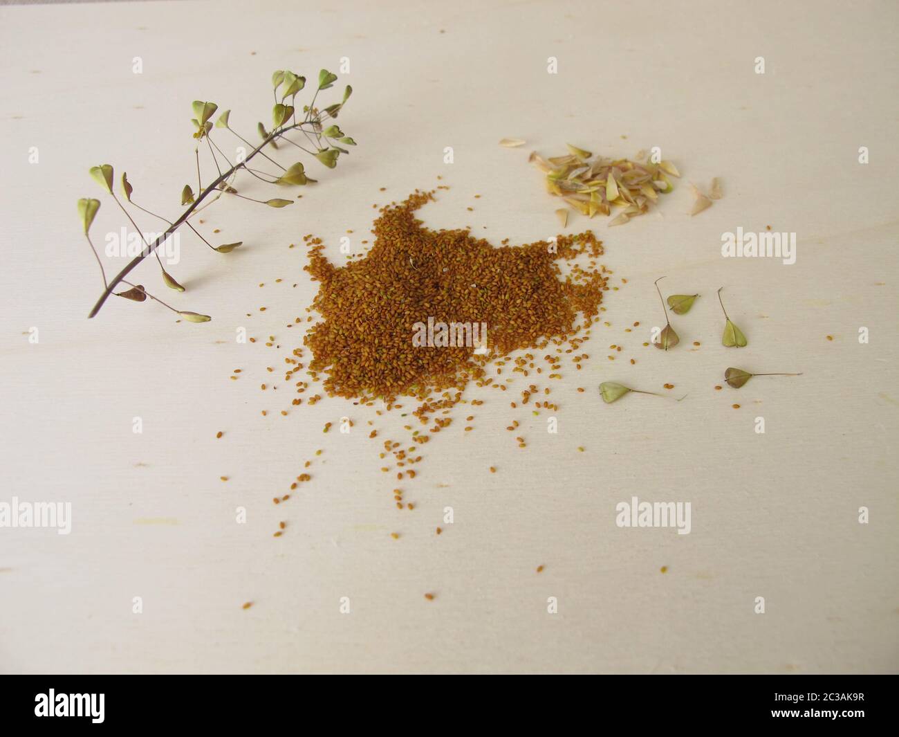 Edible Shepherds purse seeds Stock Photo - Alamy