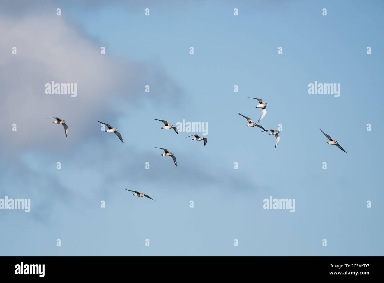 Grey Plovers in flight in the sky. Their Latin name are Pluvialis ...
