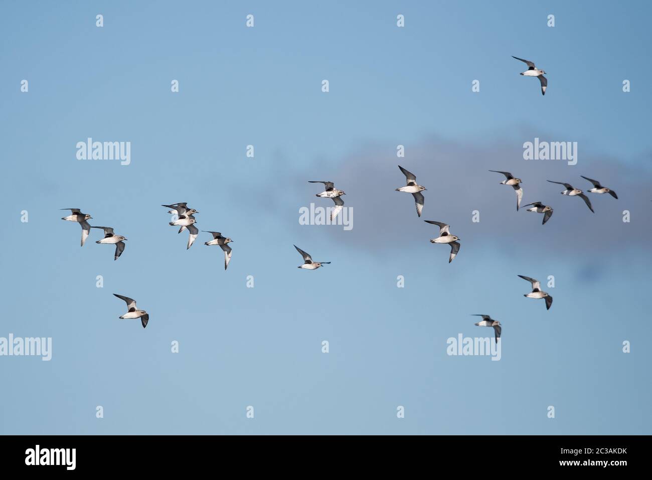 Grey Plovers in flight in the sky. Their Latin name are Pluvialis ...