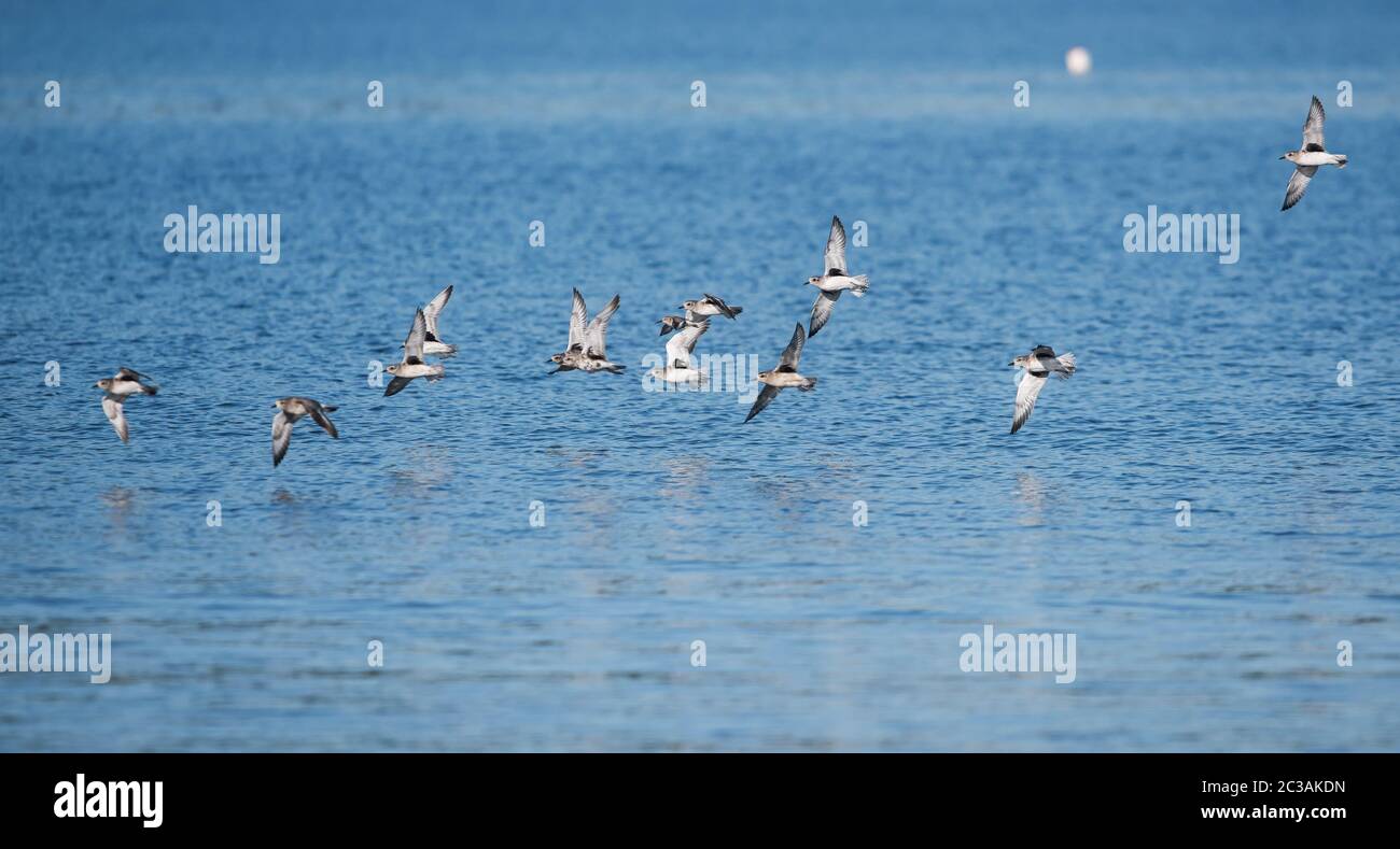 Grey Plovers in flight in the sky. Their Latin name are Pluvialis ...