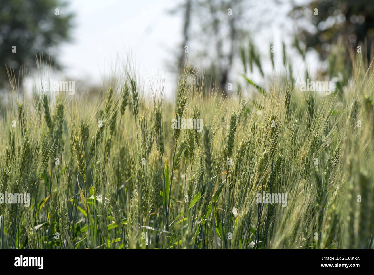 Green wheat at organic farm field Stock Photo - Alamy