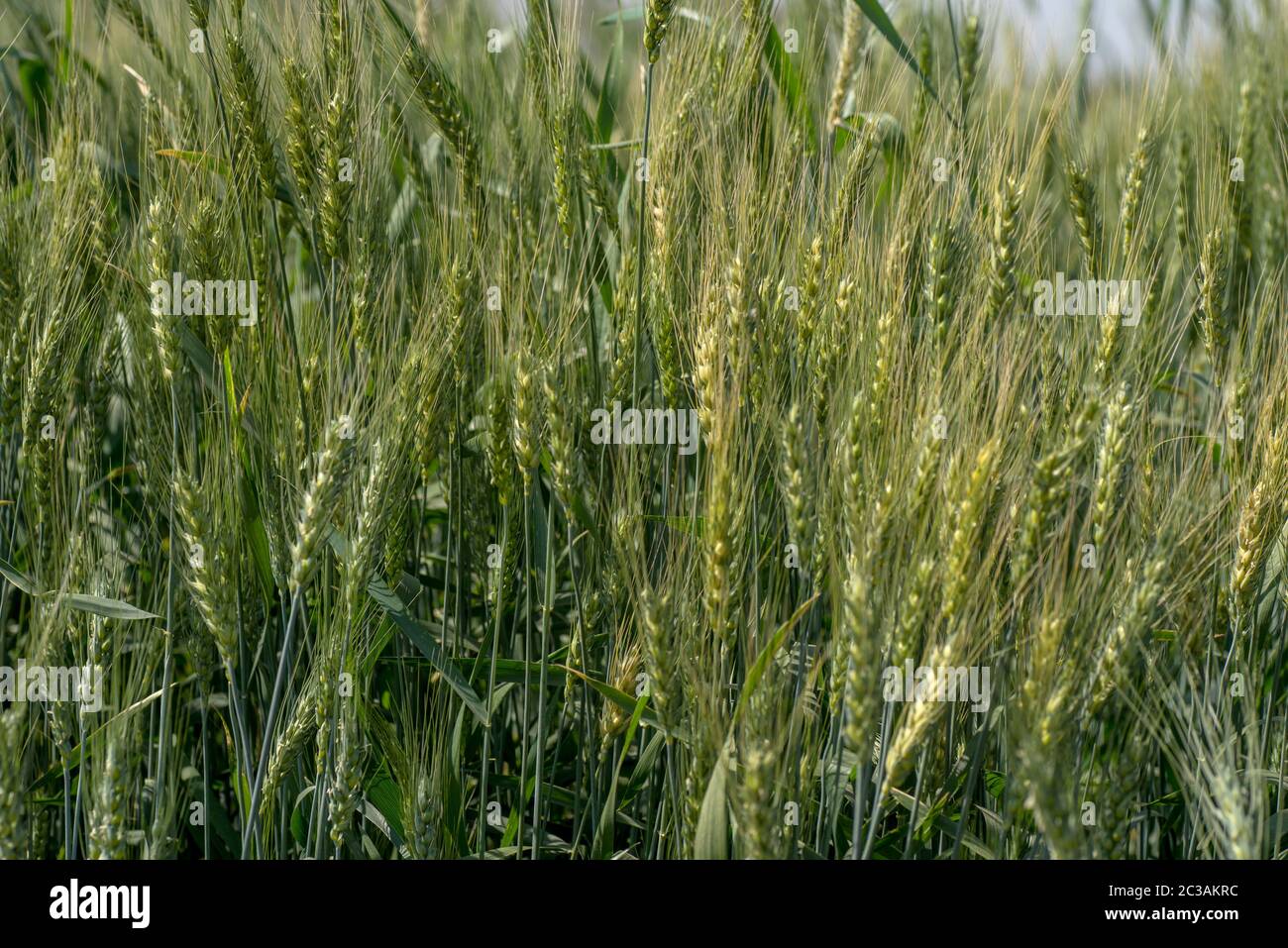 Green wheat at organic farm field Stock Photo - Alamy