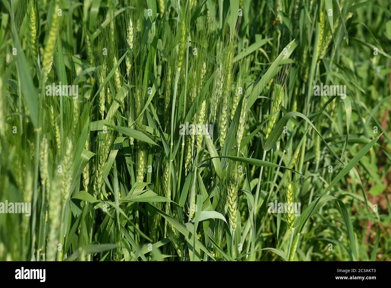 Green wheat at organic farm field Stock Photo - Alamy