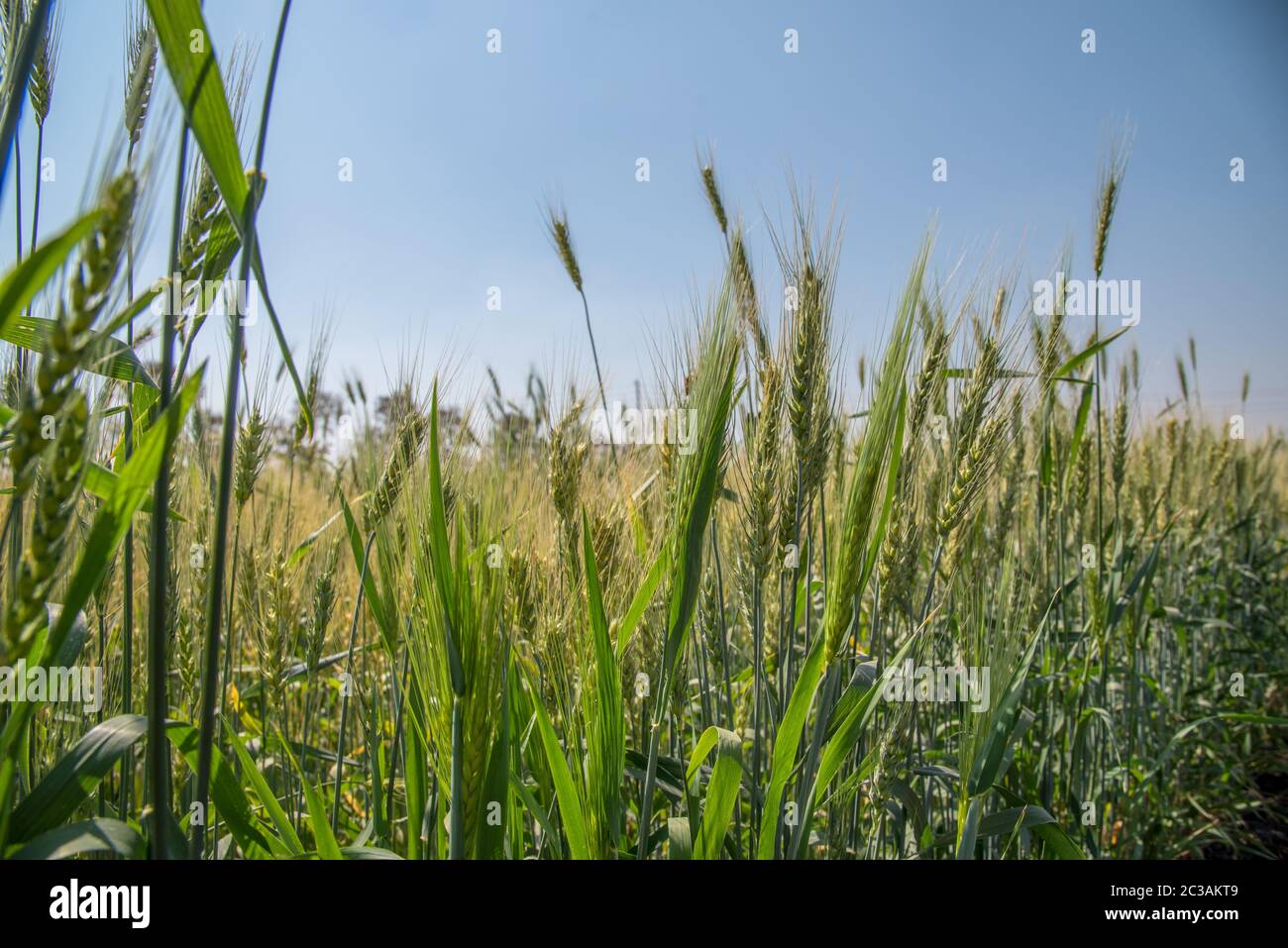 Green wheat at organic farm field Stock Photo - Alamy