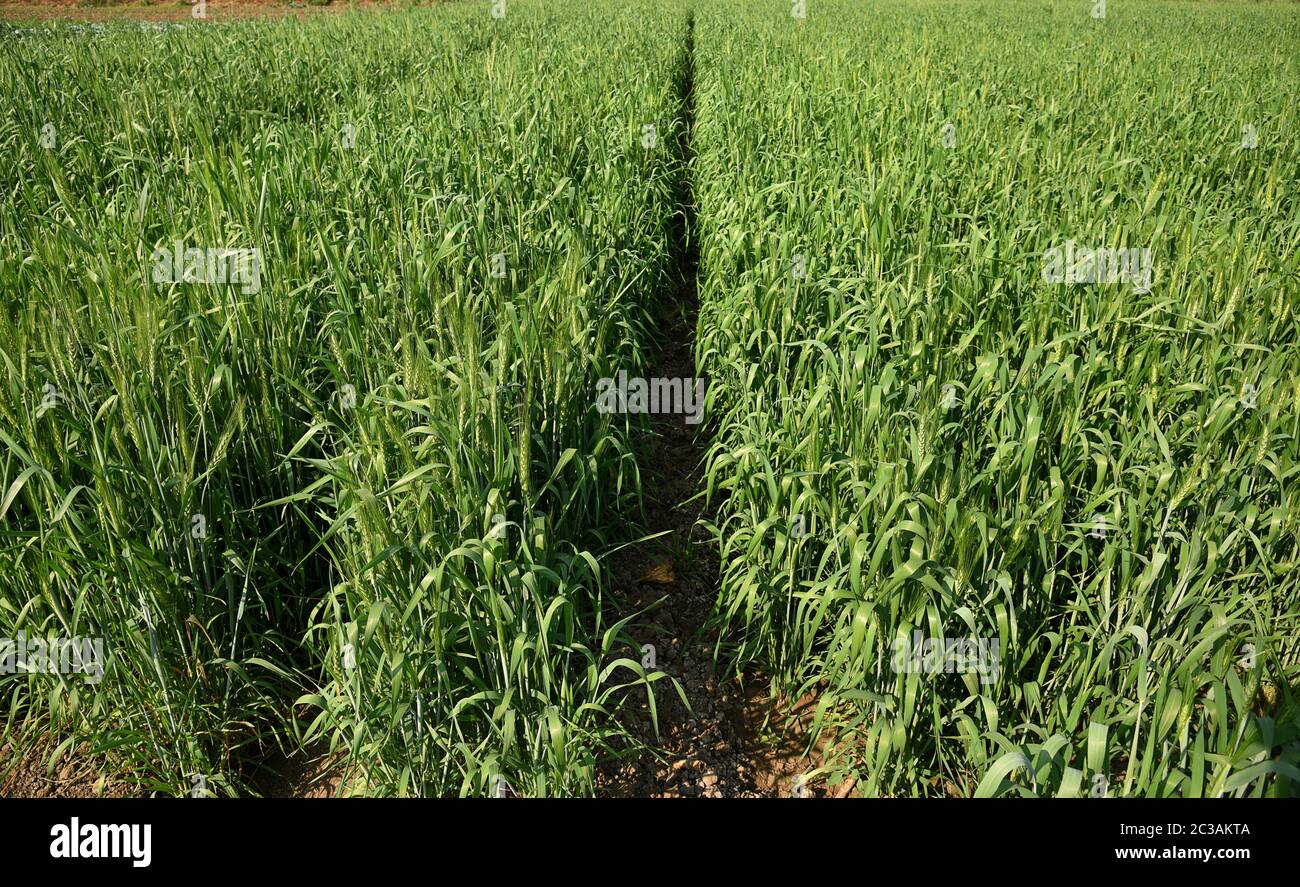 Green wheat at organic farm field Stock Photo - Alamy