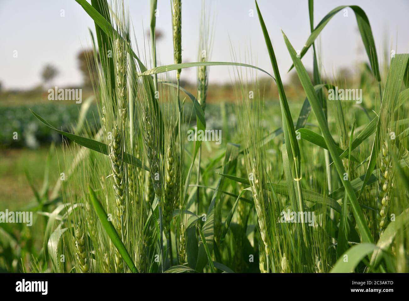 Green wheat at organic farm field Stock Photo - Alamy
