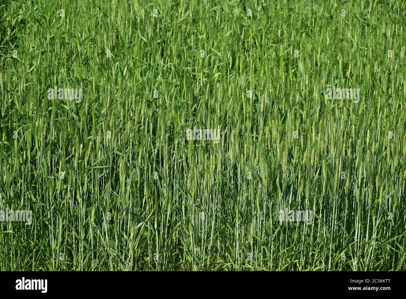 Green wheat at organic farm field Stock Photo - Alamy