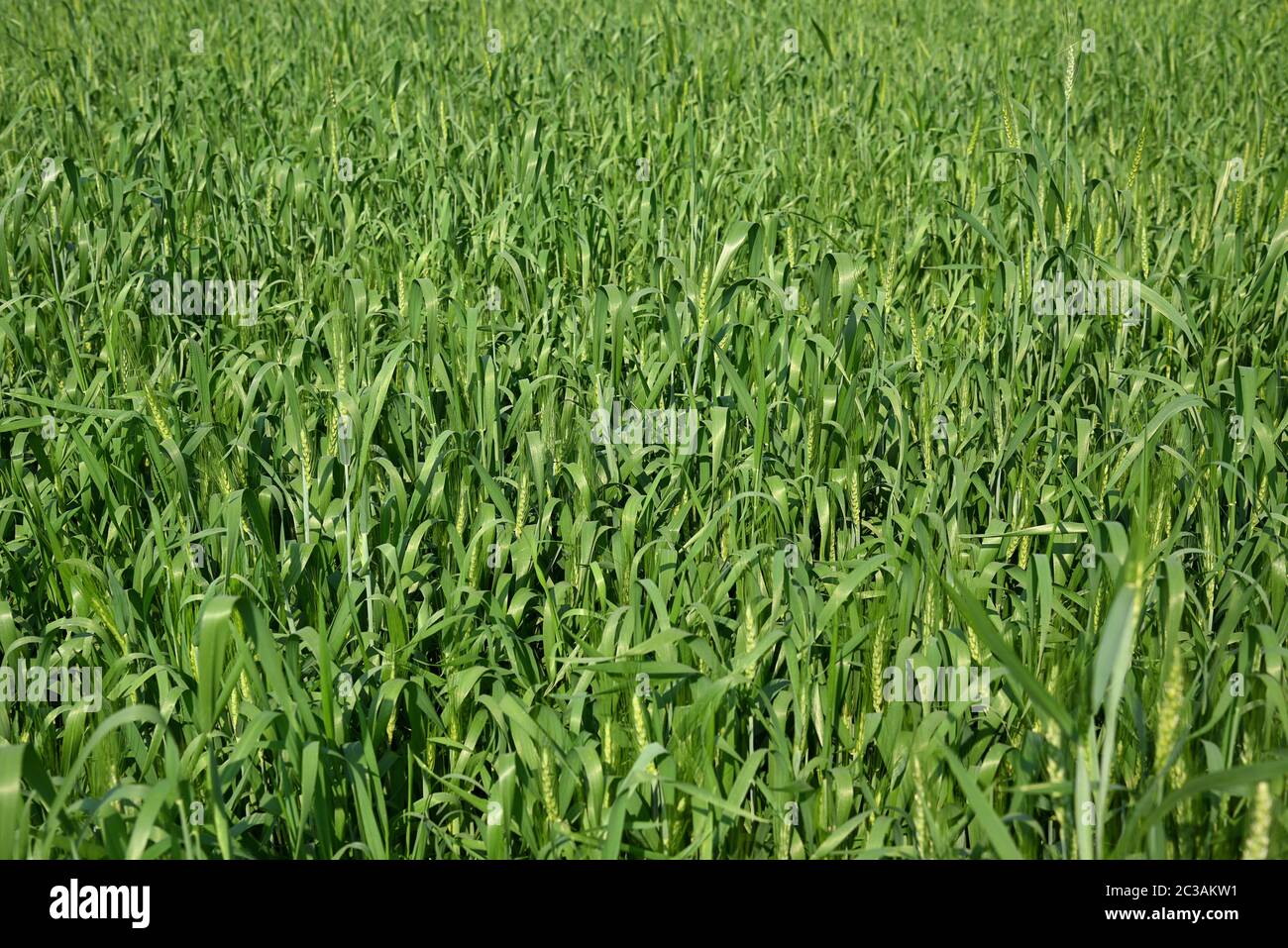 Green wheat at organic farm field Stock Photo - Alamy