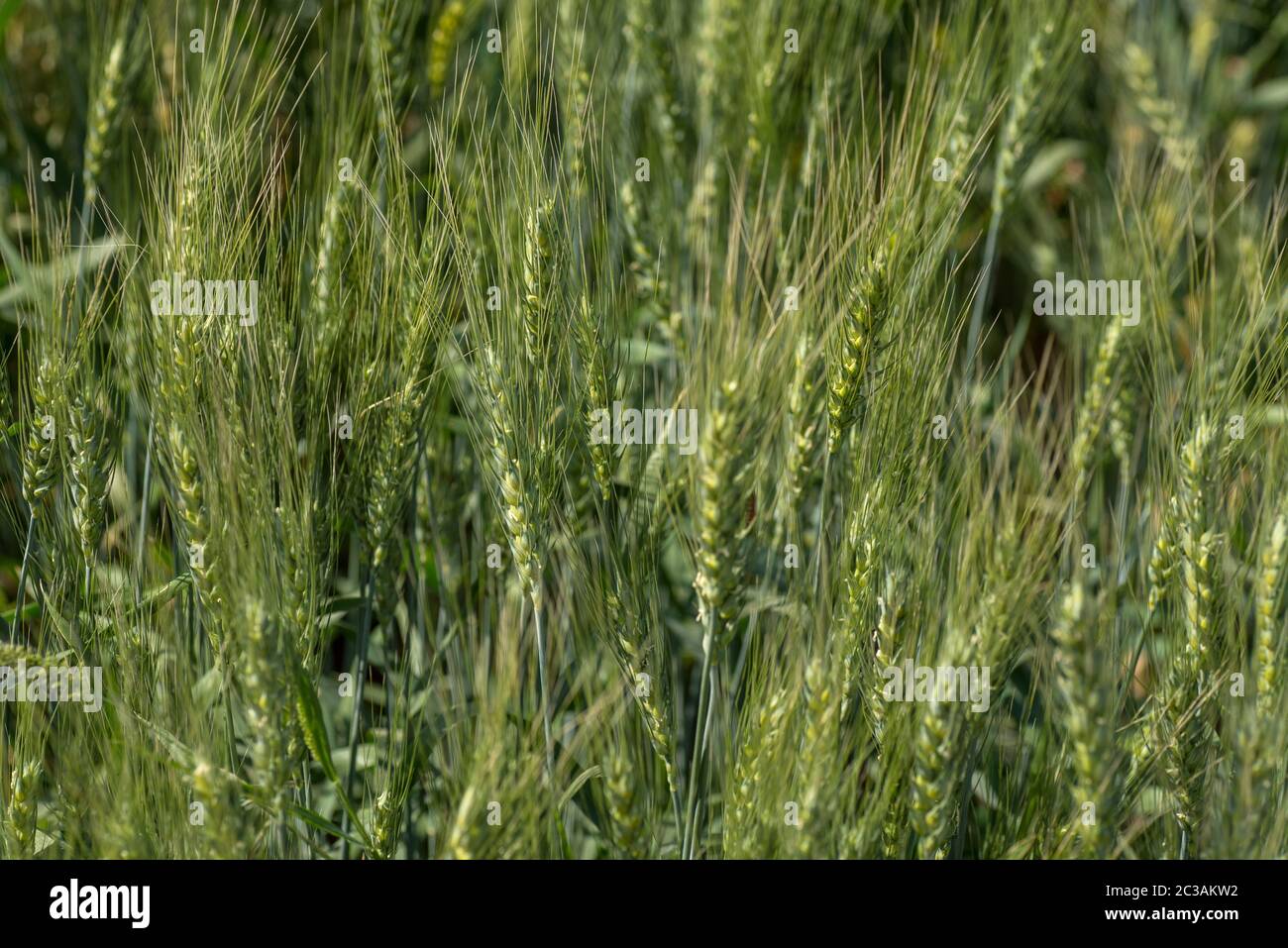 Green wheat at organic farm field Stock Photo - Alamy