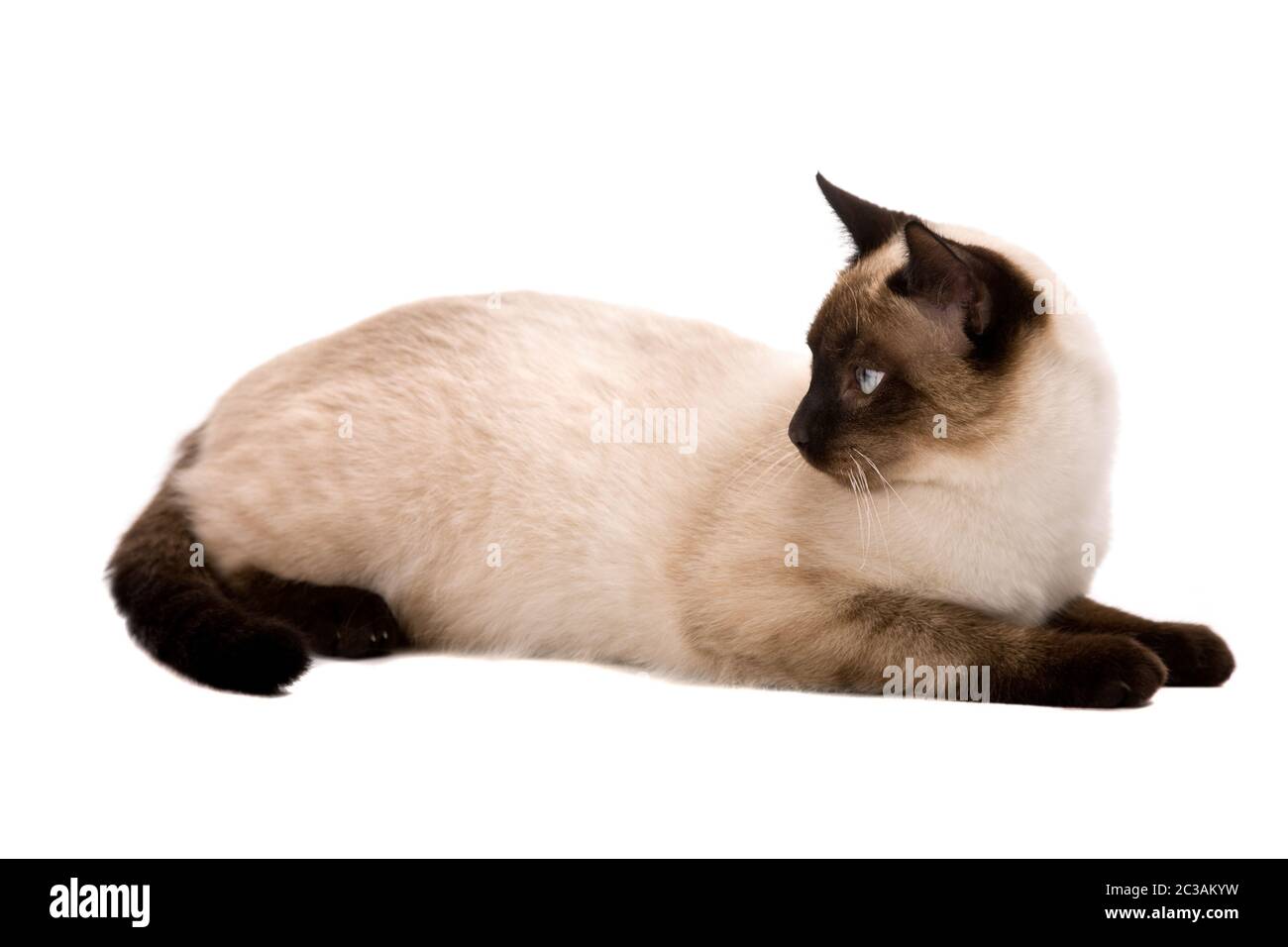 White cat looking left. On a white background Stock Photo - Alamy