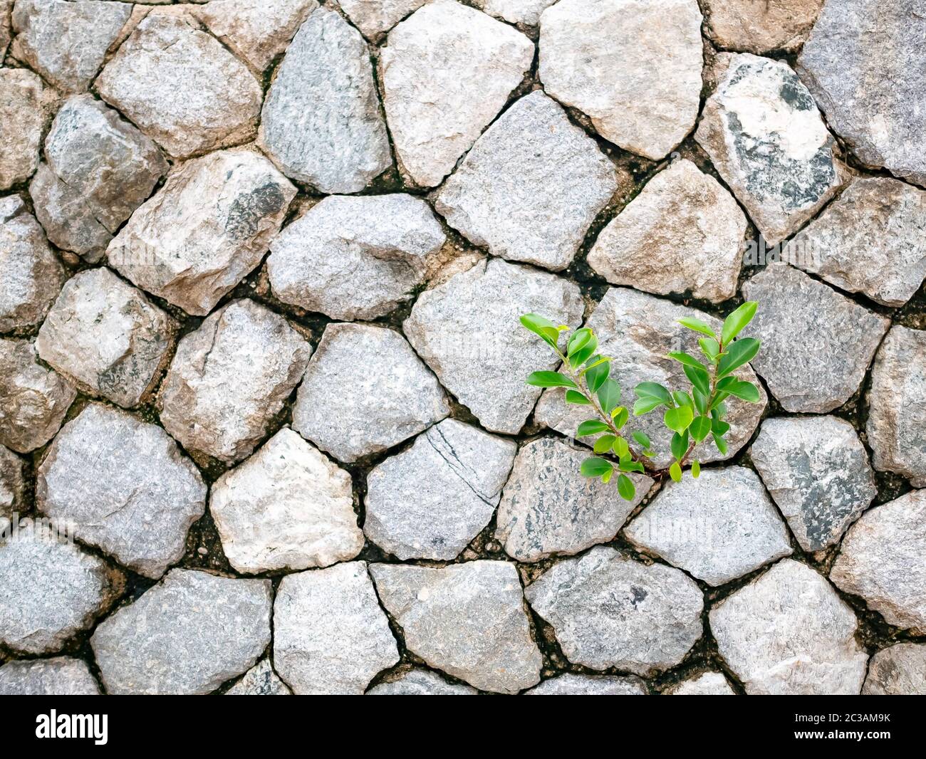 Little green leaves tree hi-res stock photography and images - Alamy