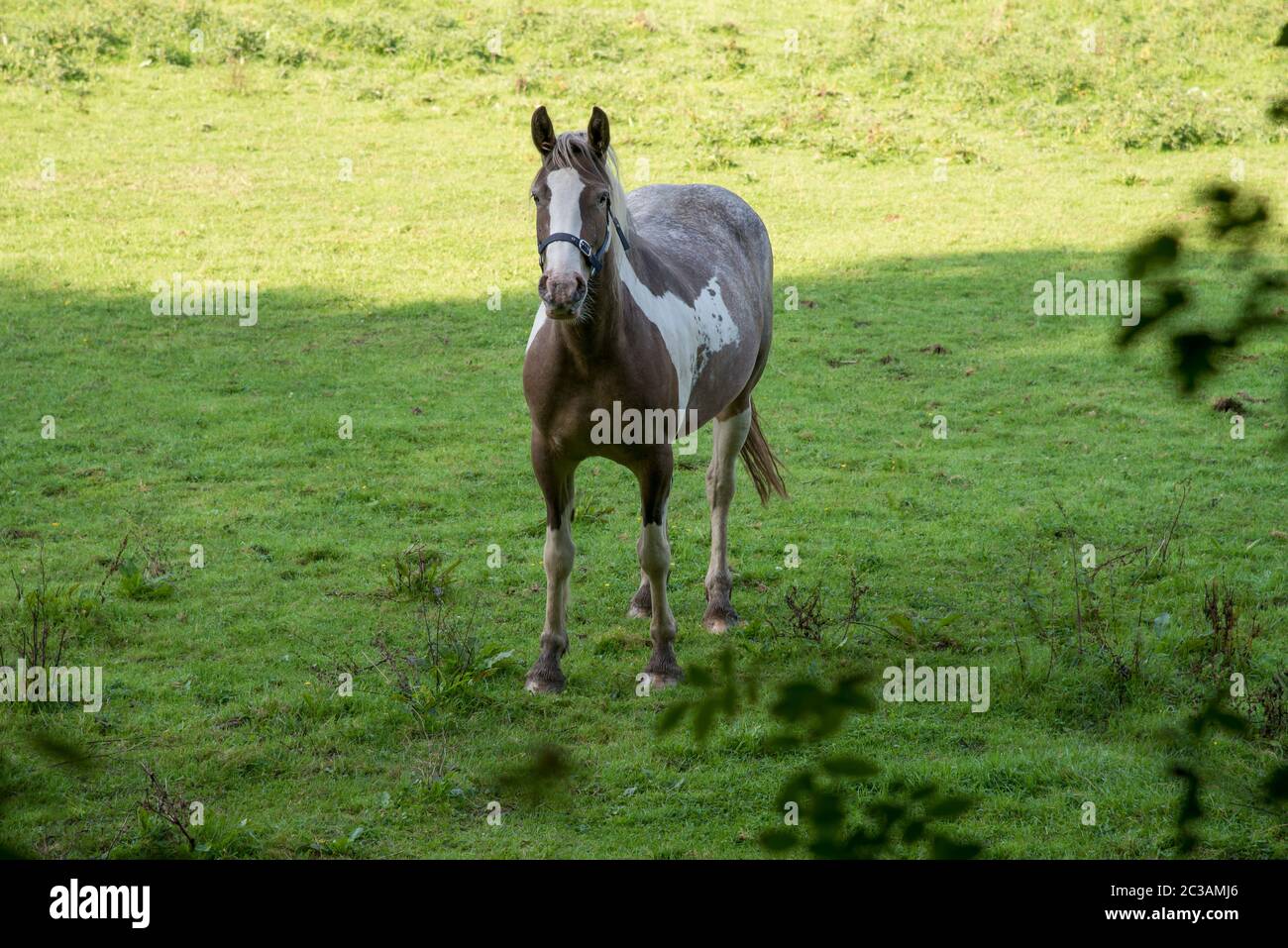 Cornish range hi-res stock photography and images - Alamy
