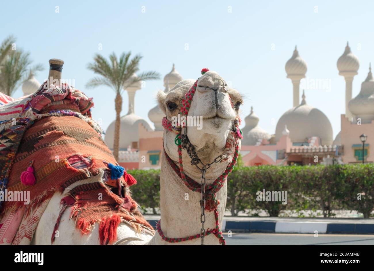 riding camel in a bright blanket on the sunny street of Sharm El Sheikh ...