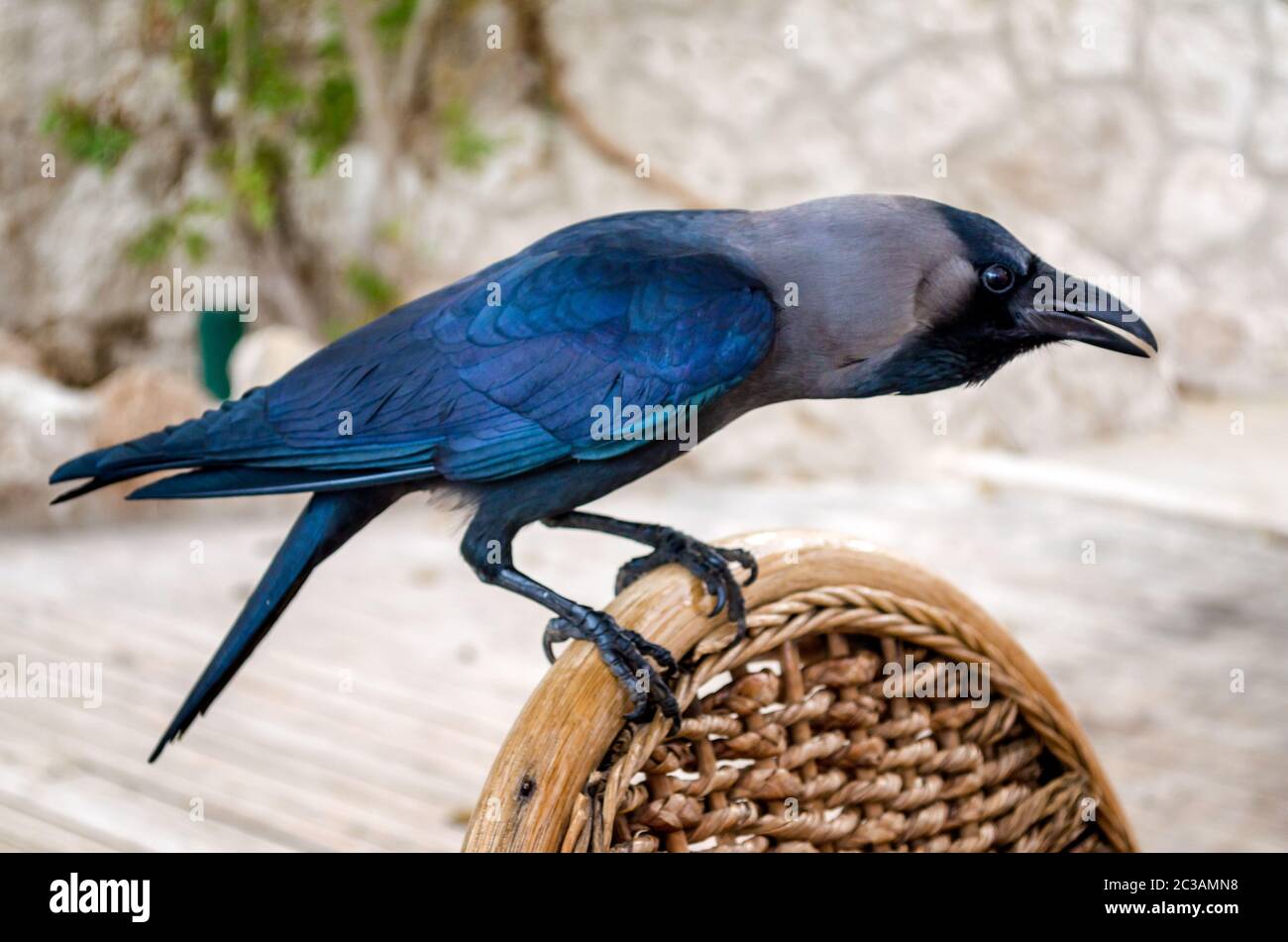 Bird sitting on chair hi-res stock photography and images - Alamy