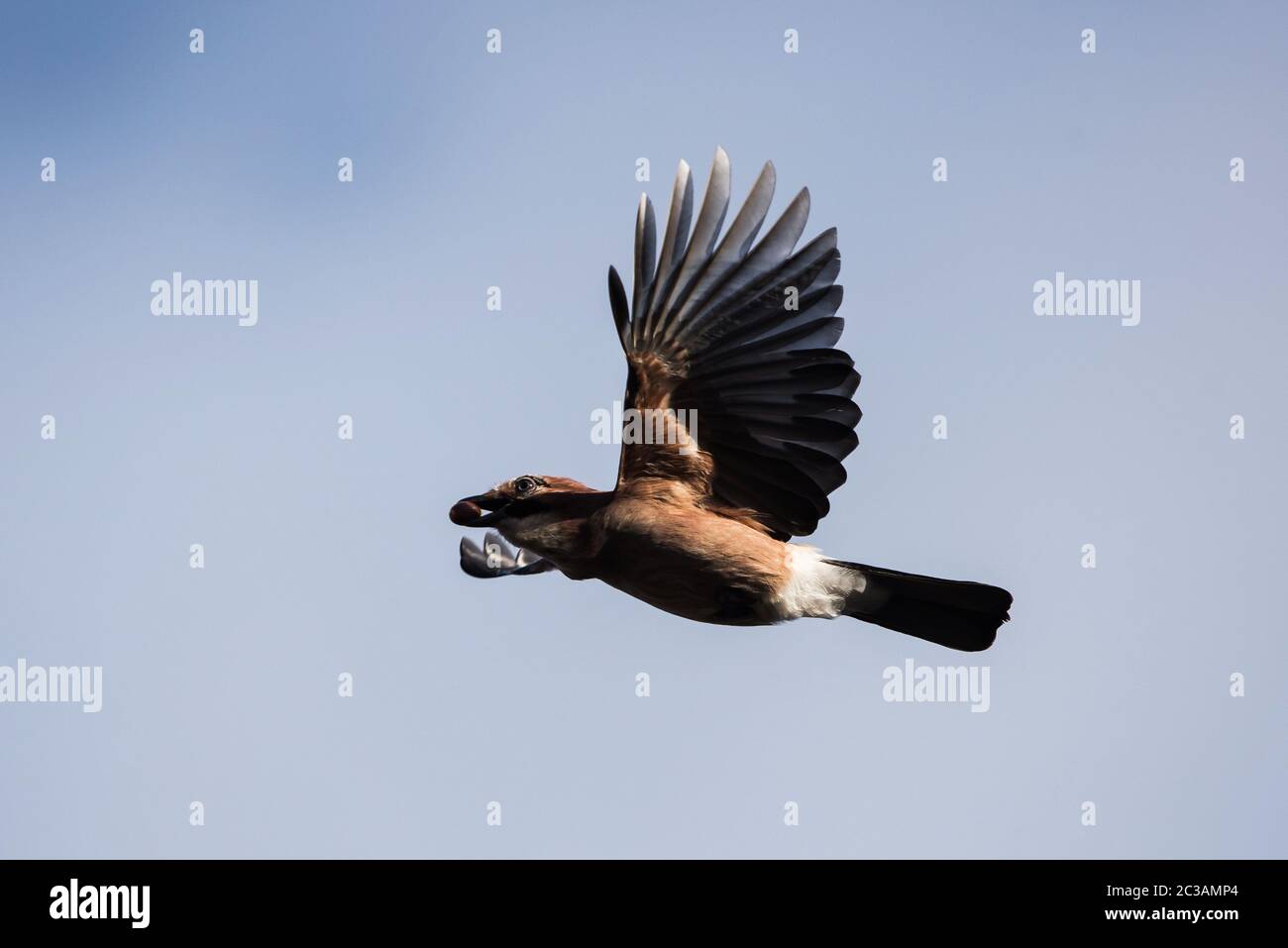 Eurasian jay flying hi-res stock photography and images - Alamy