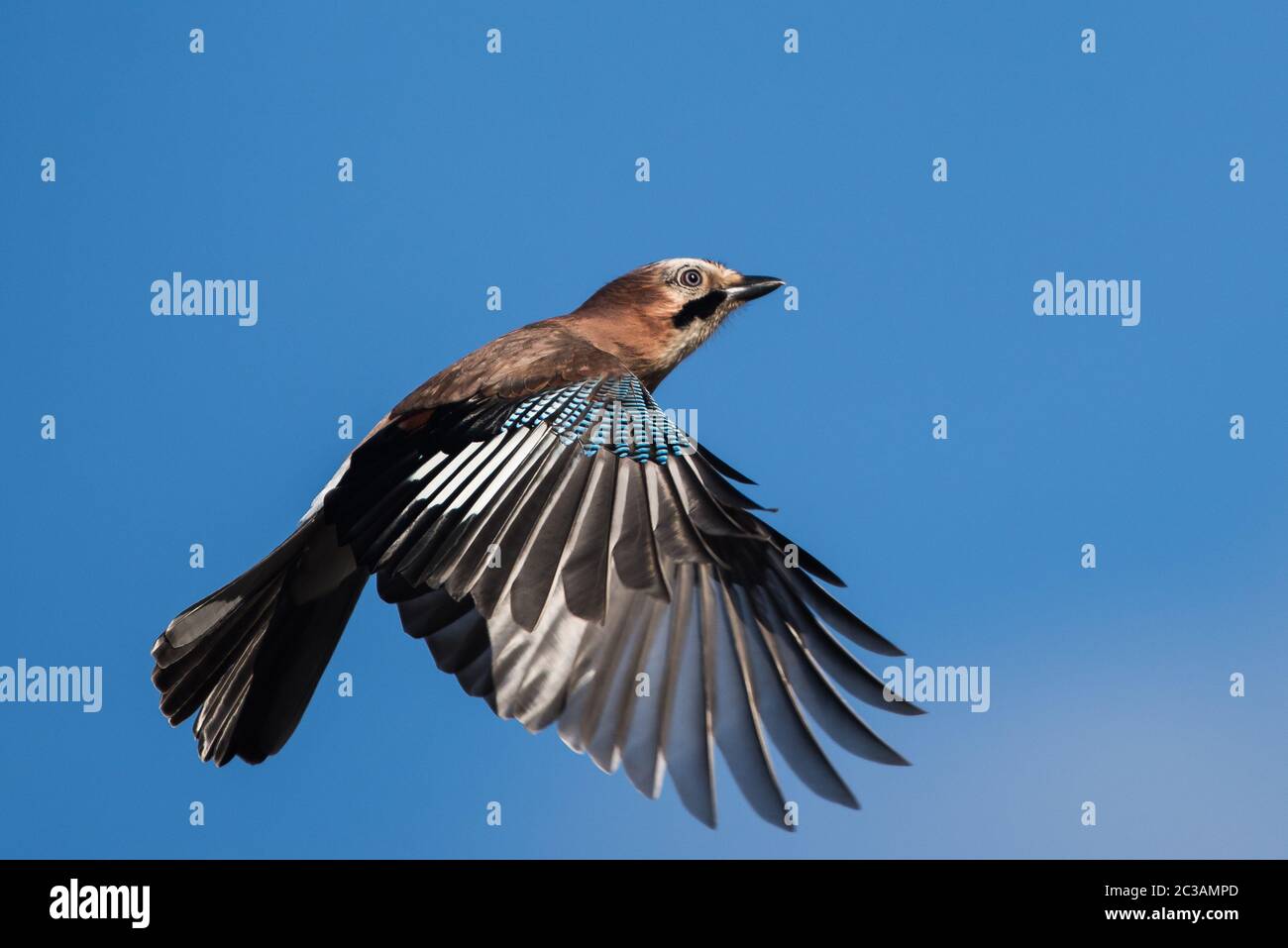 Eurasian jay flying hi-res stock photography and images - Alamy