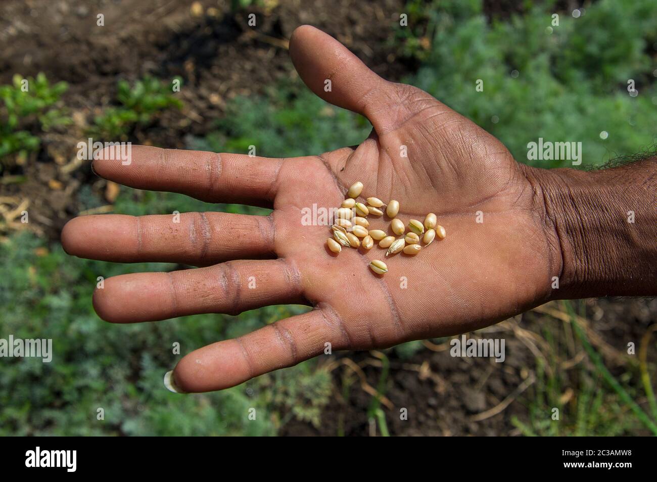 Holding wheat grains hi-res stock photography and images - Alamy