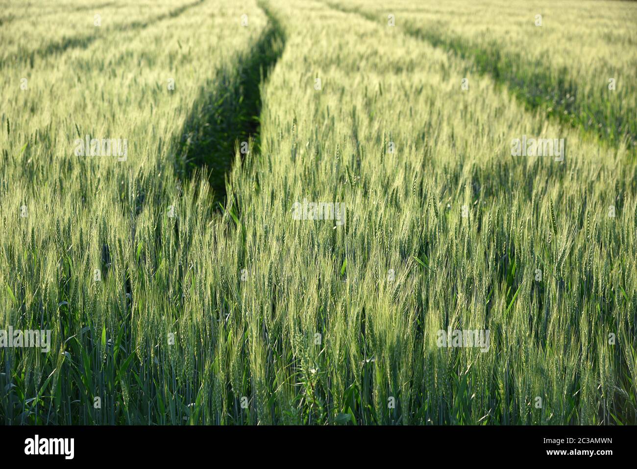 Green wheat at organic farm field Stock Photo - Alamy