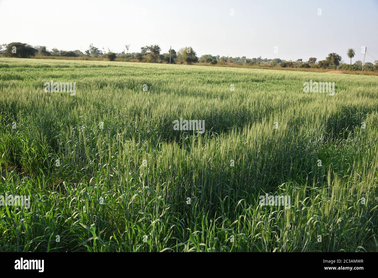 Green wheat at organic farm field Stock Photo - Alamy
