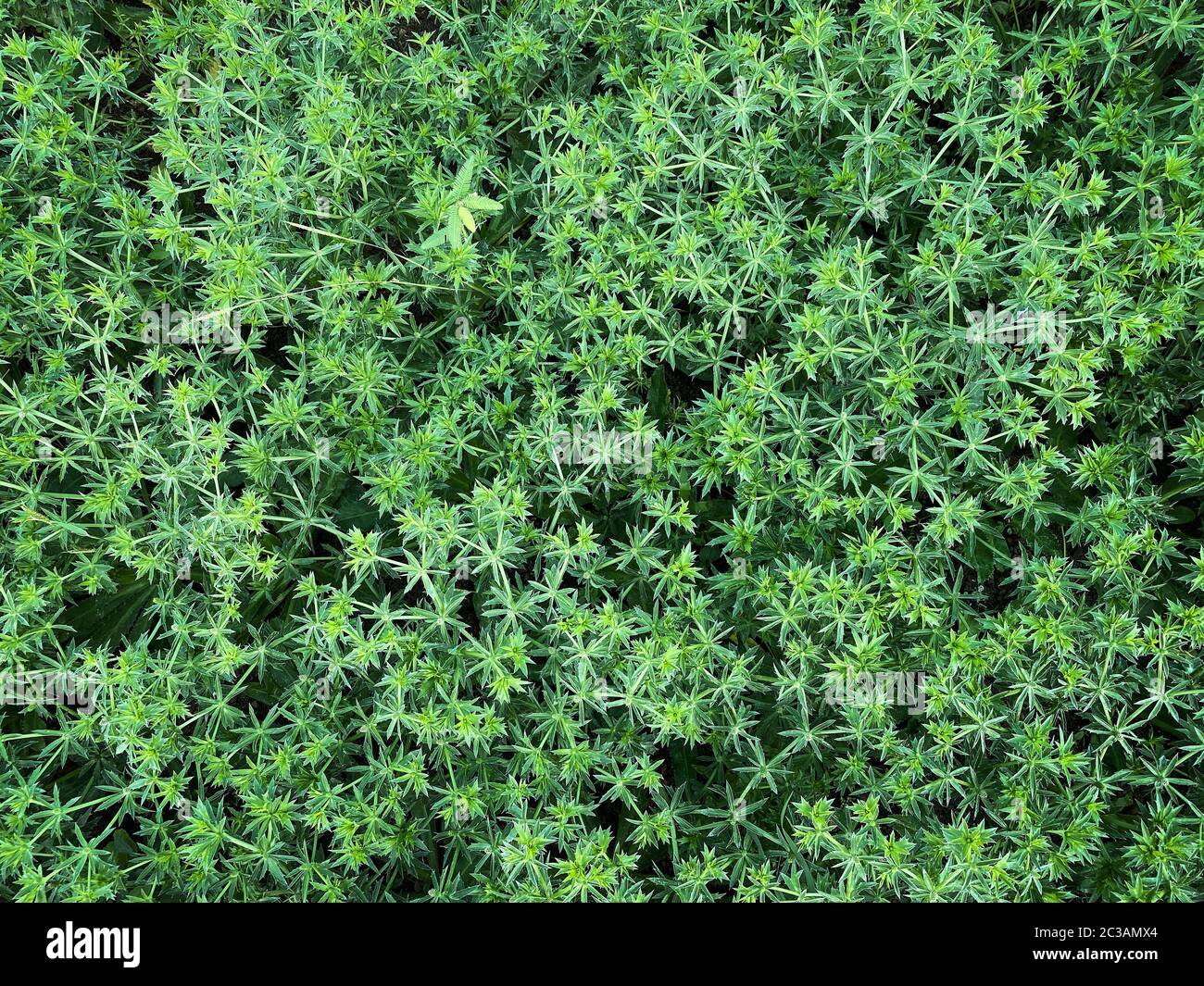 Sawtooth Coriander, asian vegetable also known as Pak Chi Farang or ...