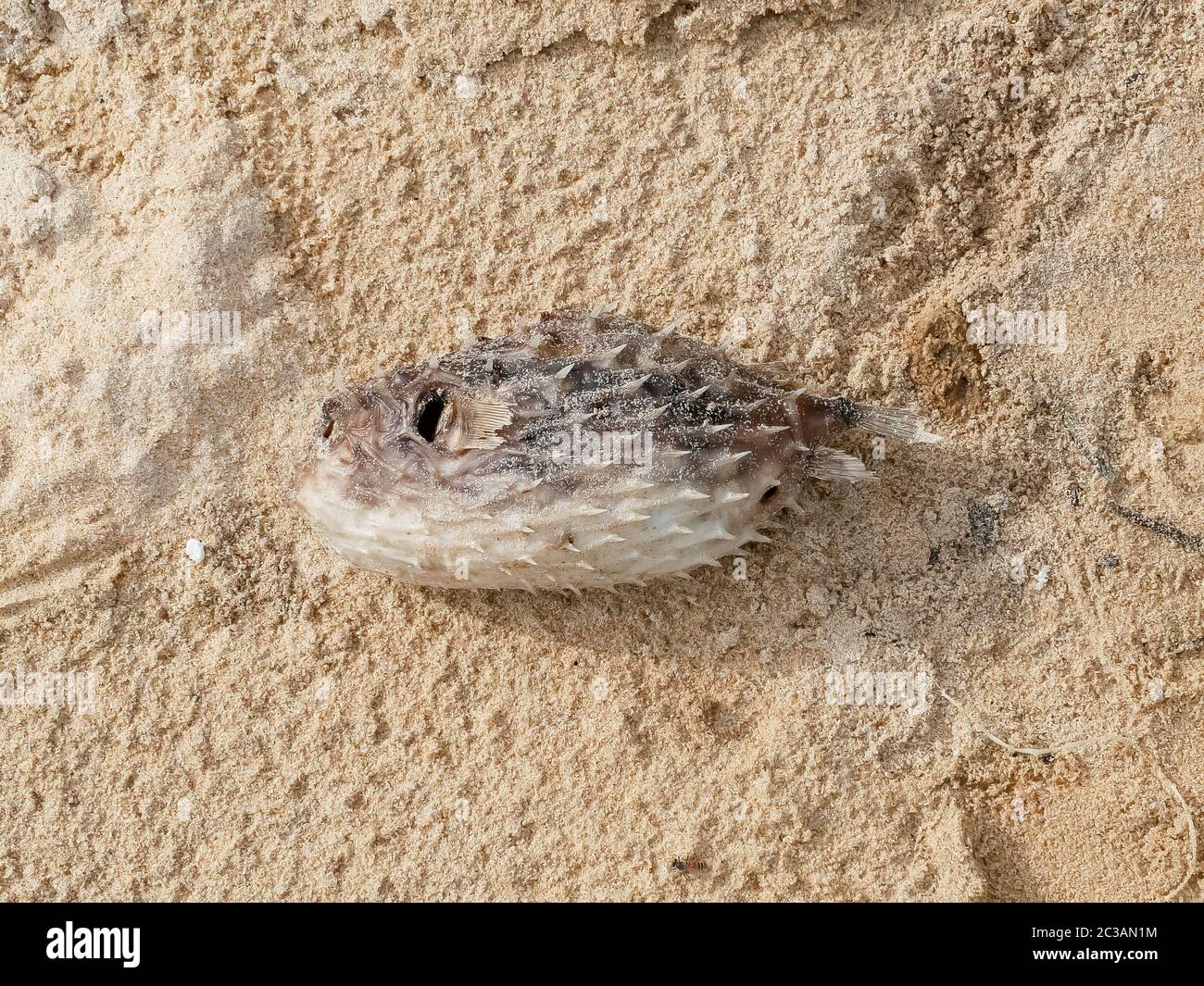 Blow fish hi-res stock photography and images - Alamy