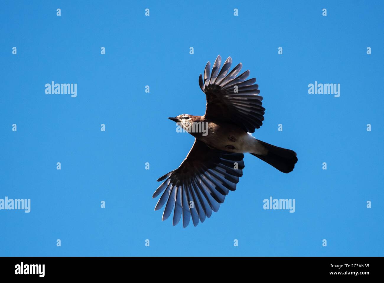 Eurasian jay flying hi-res stock photography and images - Alamy
