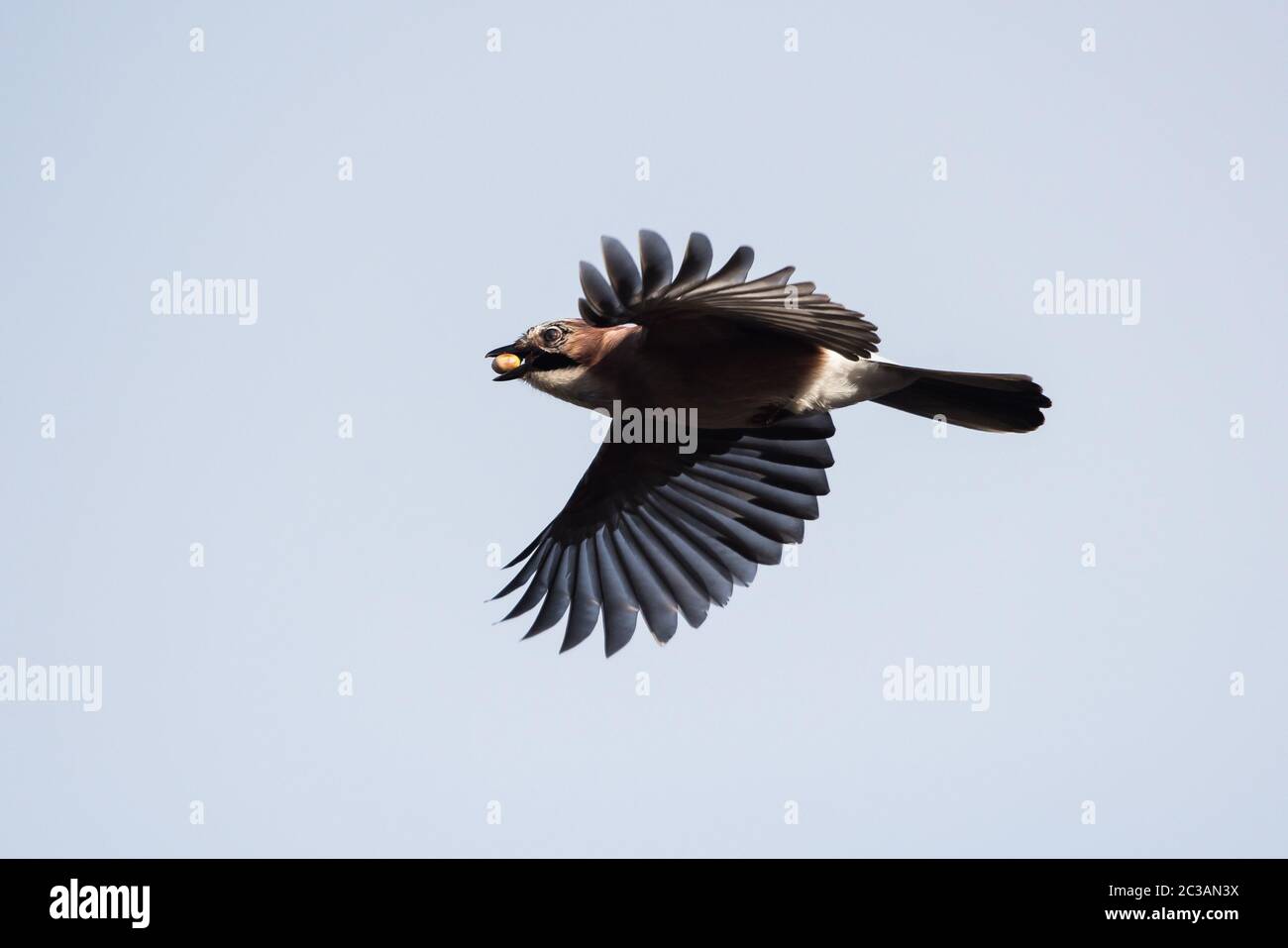 Eurasian Jay in flight in the sky. Her Latin name is Garrulus ...