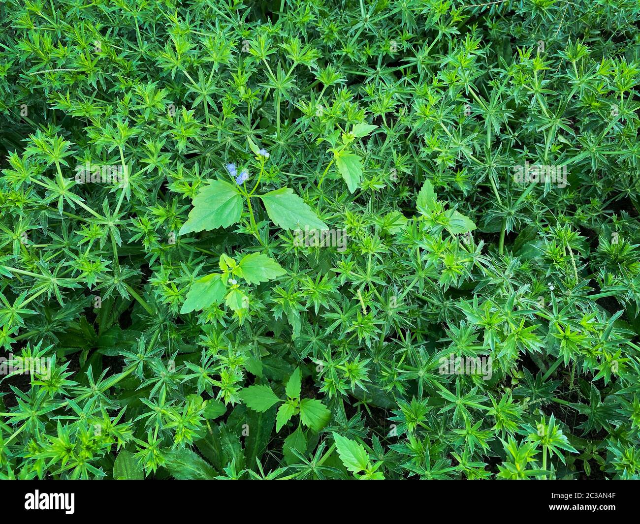 Sawtooth Coriander, asian vegetable also known as Pak Chi Farang or ...