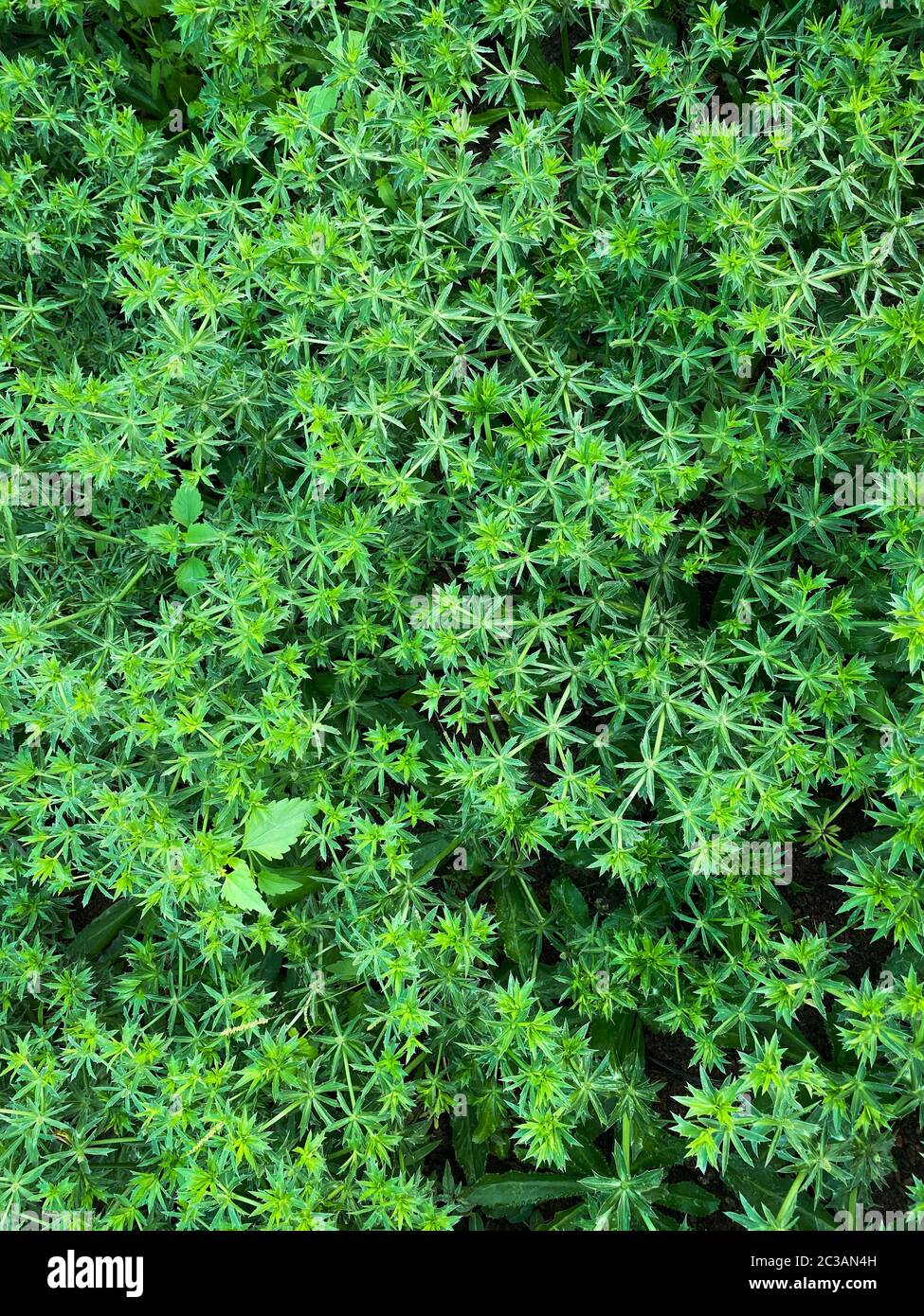 Sawtooth Coriander, asian vegetable also known as Pak Chi Farang or ...