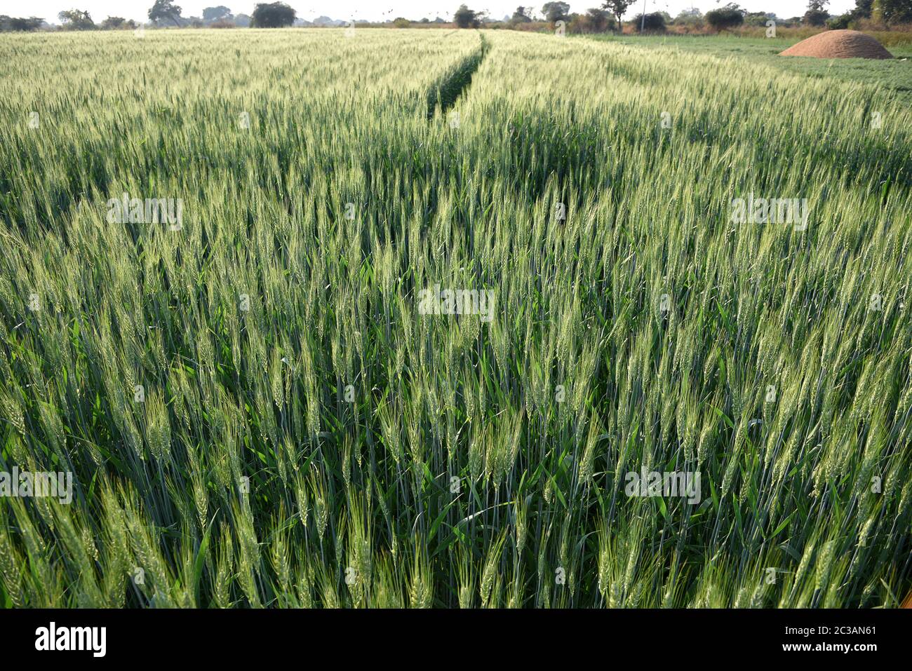 Green wheat at organic farm field Stock Photo - Alamy