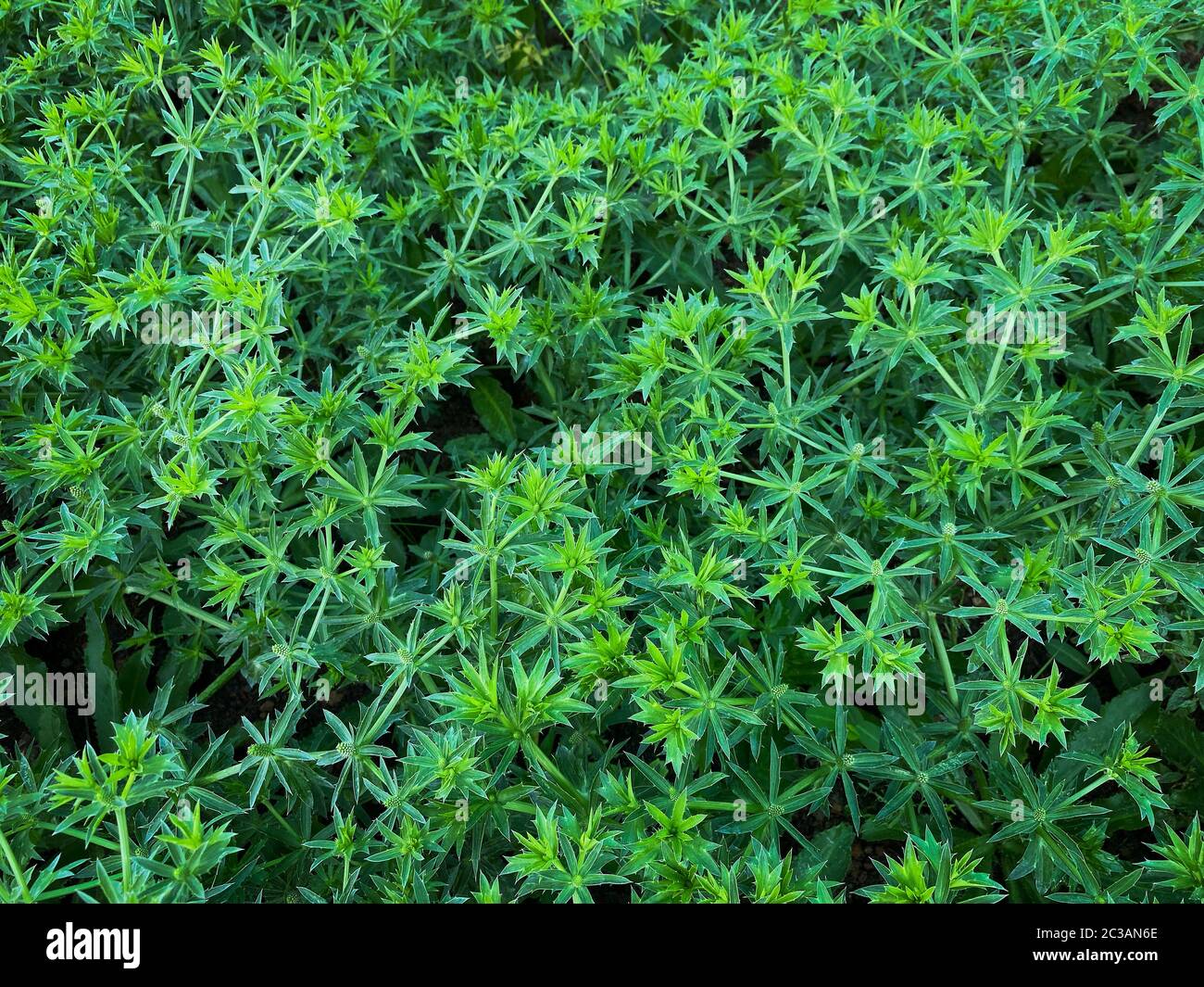 Sawtooth Coriander, asian vegetable also known as Pak Chi Farang or ...