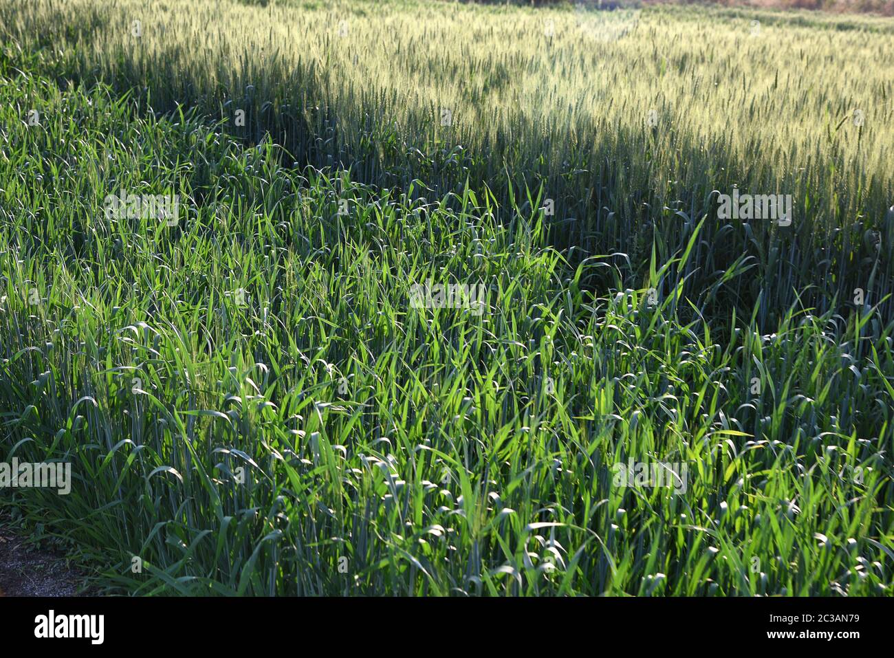 Green wheat at organic farm field Stock Photo - Alamy