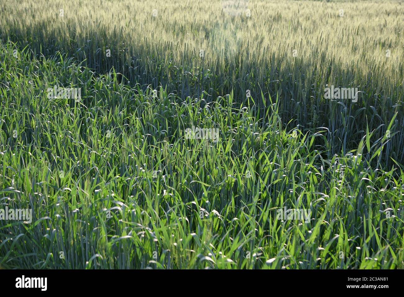 Green wheat at organic farm field Stock Photo - Alamy