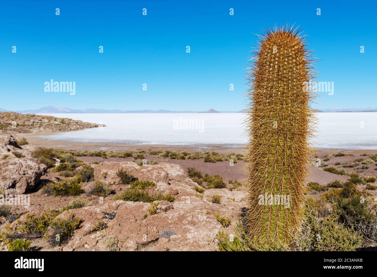 Cactus in Bolivia Stock Photo - Alamy