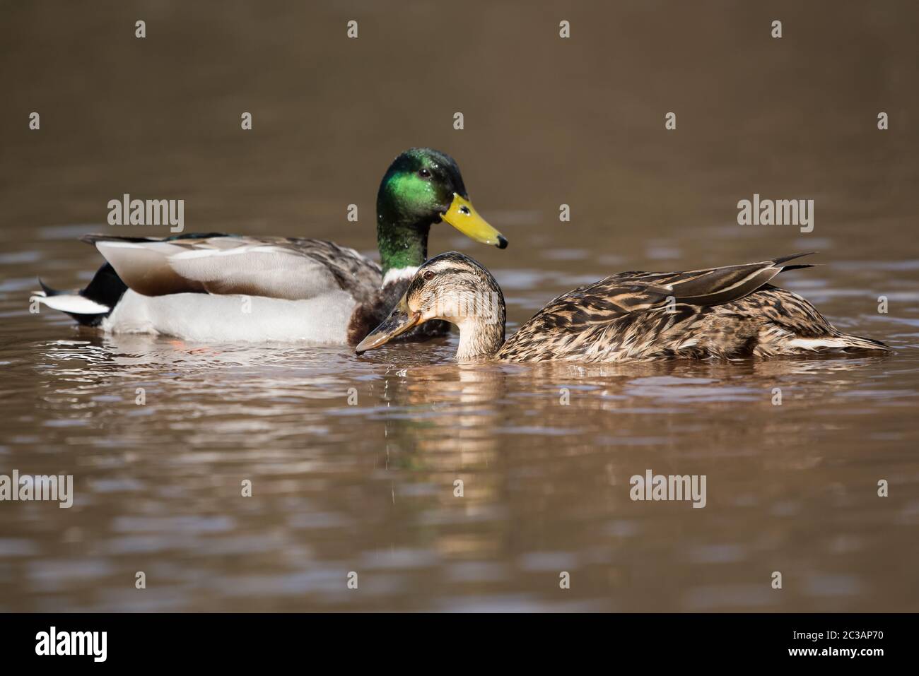 Pair of Mallard Duck. Their Latin name are Anas platyrhynchos Stock ...