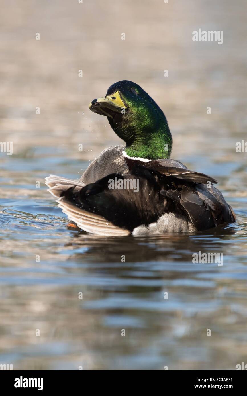 Male of Mallard Duck. His Latin name is Anas platyrhynchos Stock Photo ...