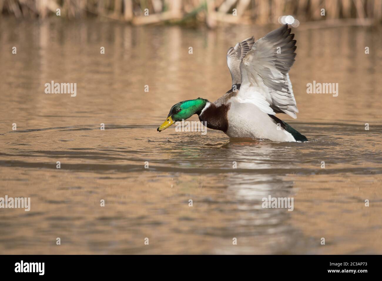 Male of Mallard Duck. His Latin name is Anas platyrhynchos Stock Photo ...