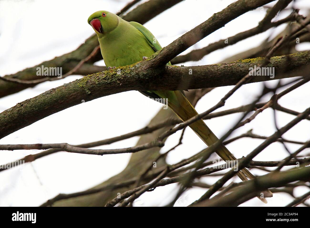 Collared parapress hi-res stock photography and images - Alamy