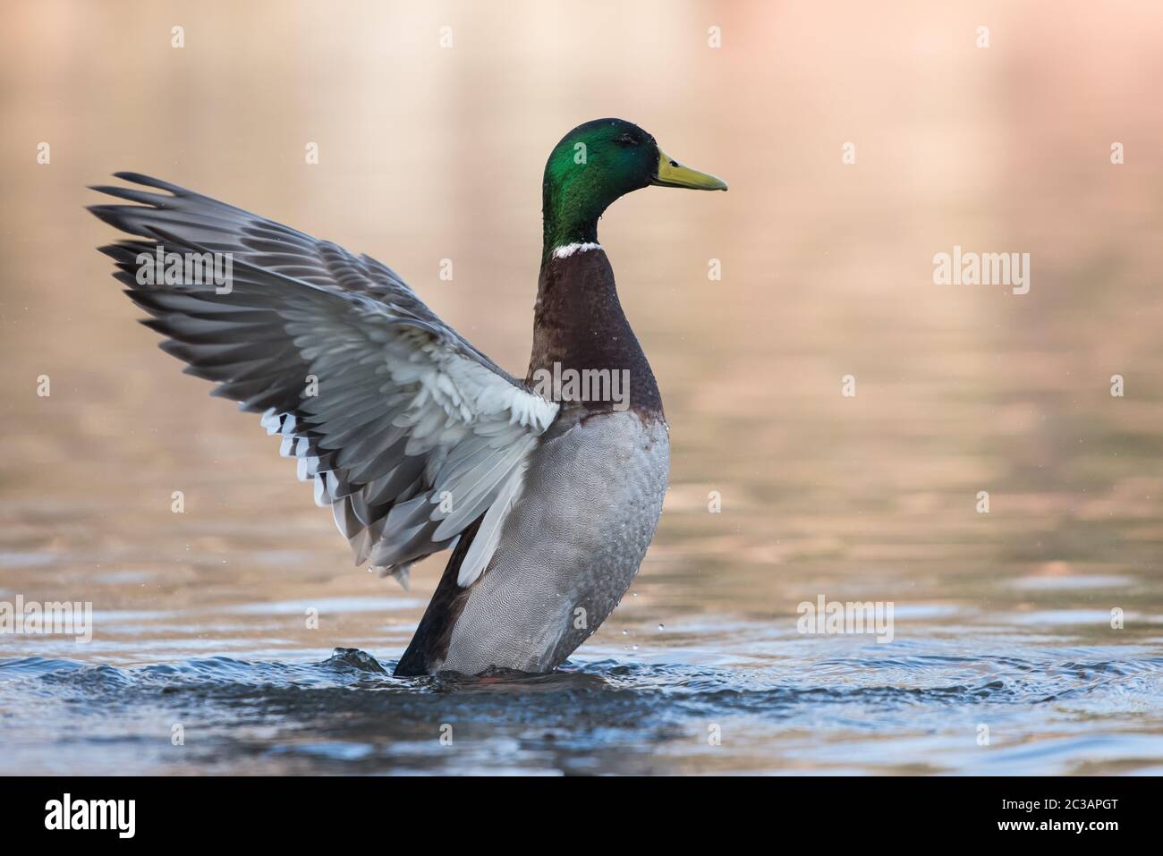 Male of Mallard Duck. His Latin name is Anas platyrhynchos Stock Photo ...
