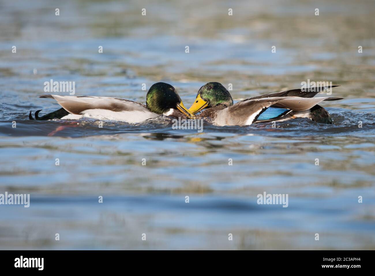 Two males of Mallard Duck in fight. Their Latin name are Anas ...