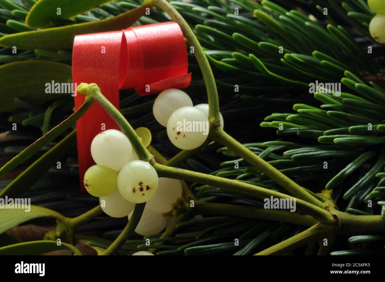 Red berry mistletoe viscum hi-res stock photography and images - Alamy