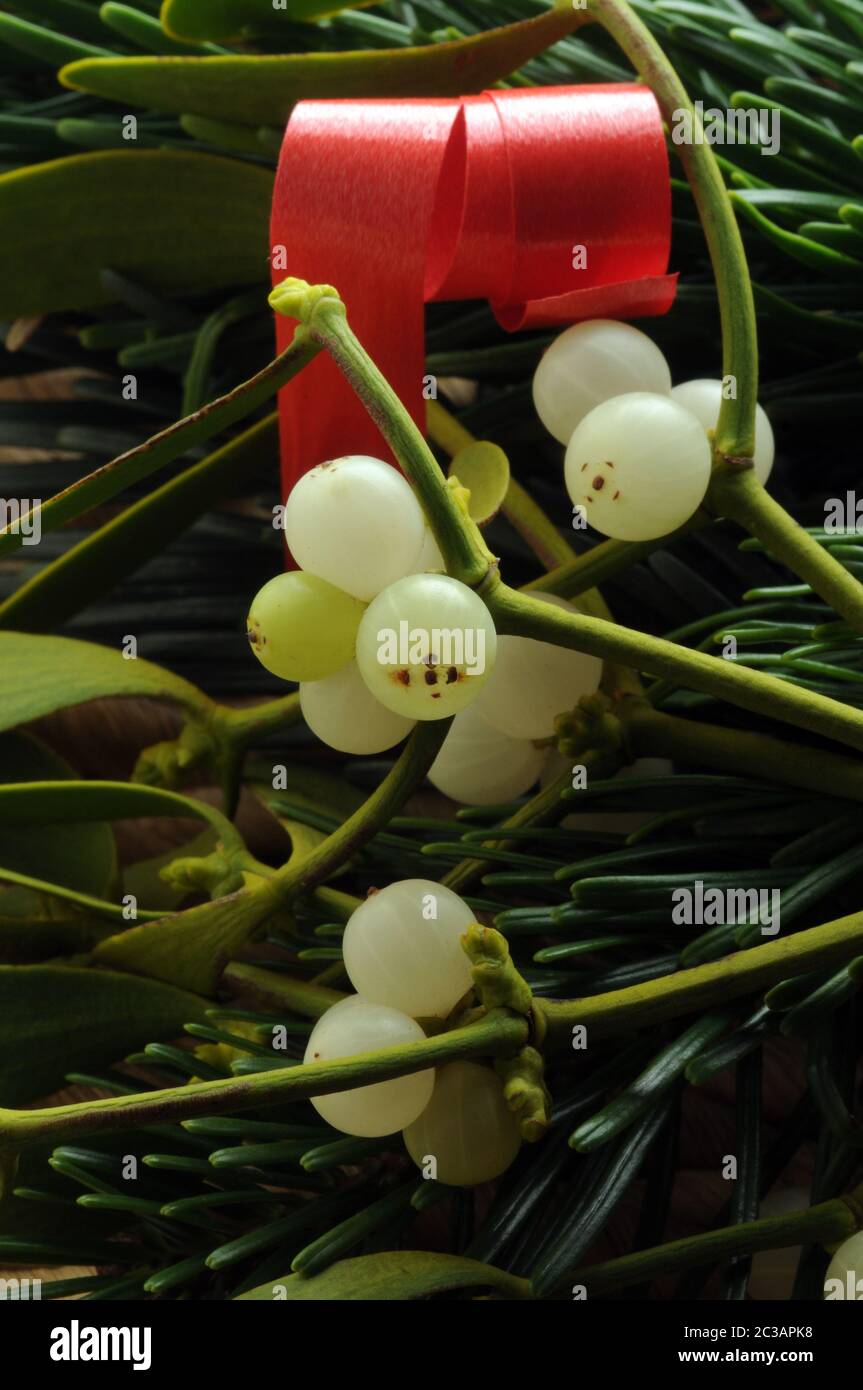 Red berry mistletoe viscum hi-res stock photography and images - Alamy