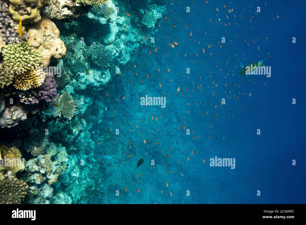Coral Reef at the Red Sea,Egypt. Underwater landscape with fish and ...