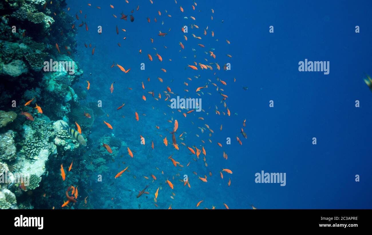 Coral Reef at the Red Sea,Egypt. Underwater landscape with fish and ...