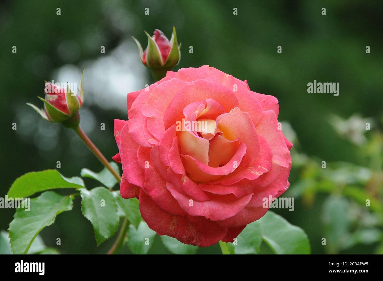 Bleeding rose hi-res stock photography and images - Alamy