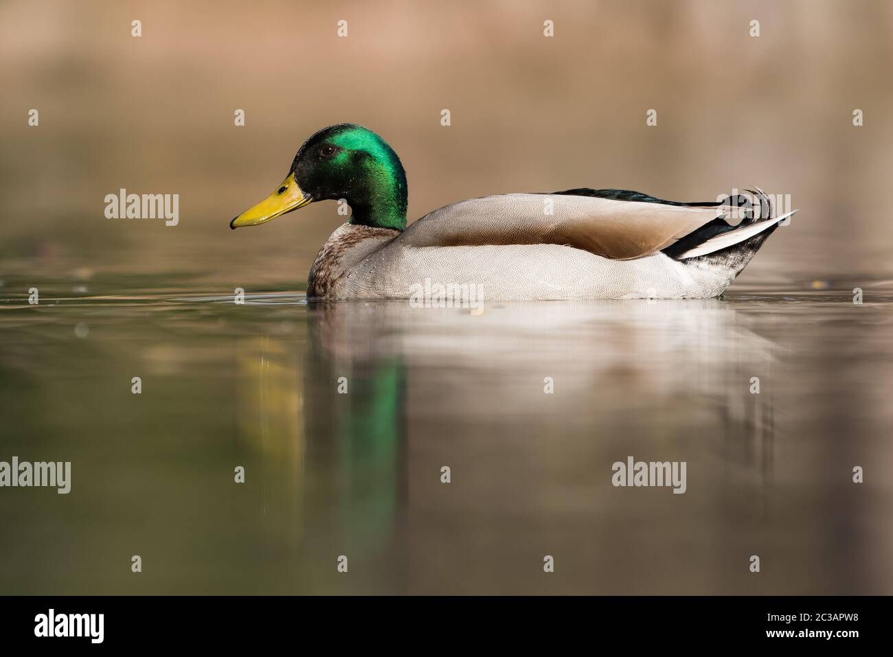 Male of Mallard Duck. His Latin name is Anas platyrhynchos Stock Photo ...