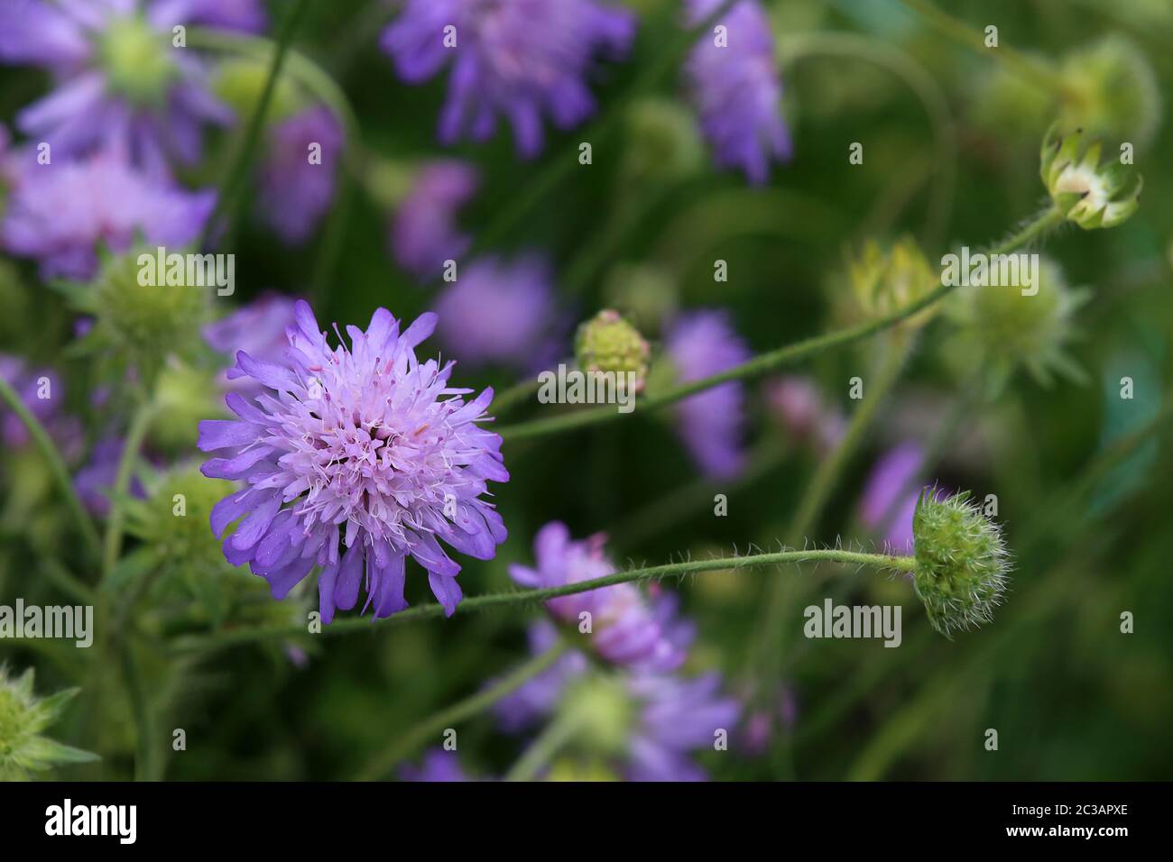 Wiesenwitwenblume hi-res stock photography and images - Alamy