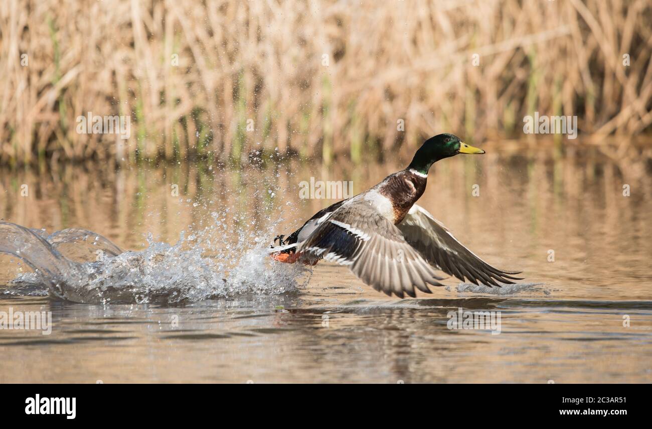 Male of Mallard Duck runs on the water to fly. His Latin name is Anas ...
